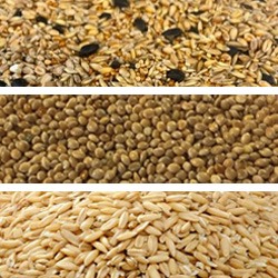 Bulk Bird Seed | Free Delivery