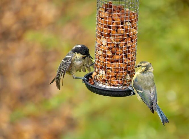 Steel Bird Feeders | Gardman