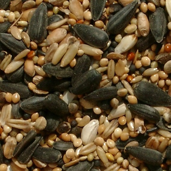 Finch Seed Mix | Bird Food for Finches