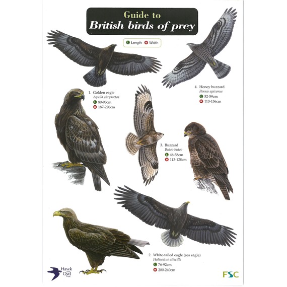 Field Guide to British Birds of Prey