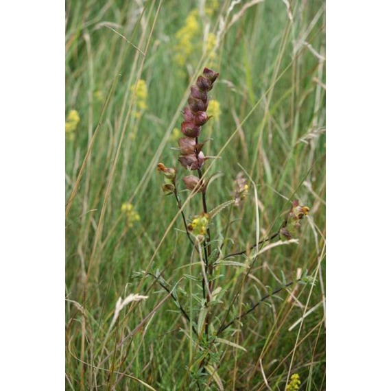 Yellow Rattle Seeds 100%