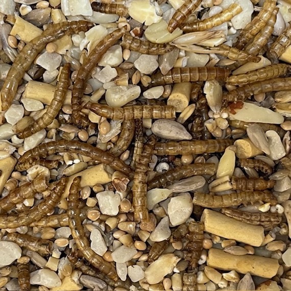 Deluxe Robin Food | Really Wild Bird Food