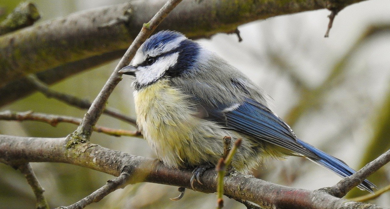 Gardens That Attract Birds
